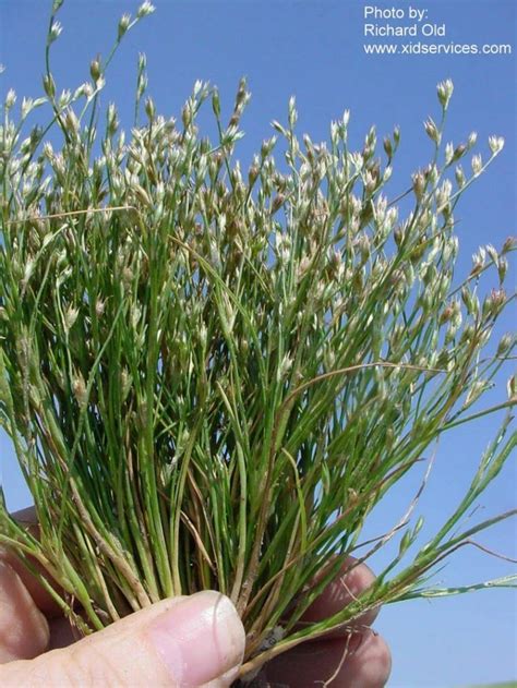 Juncus Bufonius Pace Turf Photo Gallery