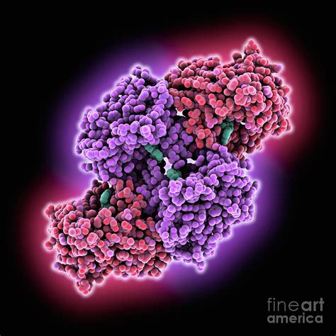 Human Carbonic Anhydrase Ix Complex By Laguna Design Science Photo Library