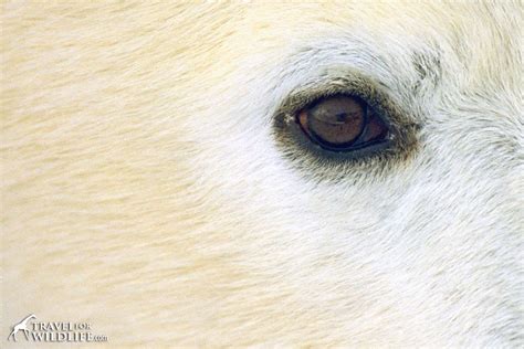Polar Bear Eyes