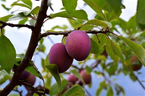 plum tree care how to grow and care for the plum tree