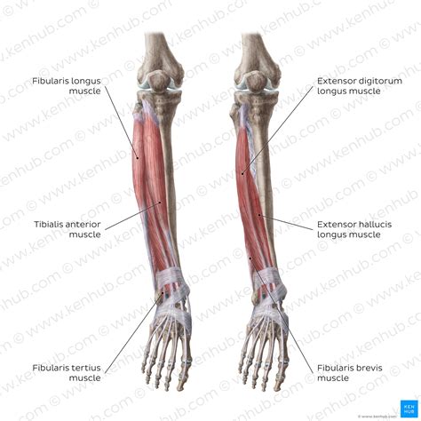 Left Leg Anatomy Tendons