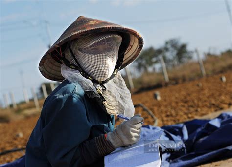 C L Ngh S Ch C Y Cu Li T Y Nguy N