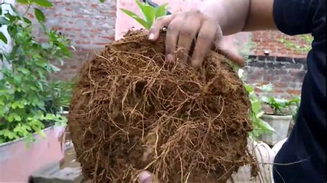 Amrood Guava Tree Repotting Youtube