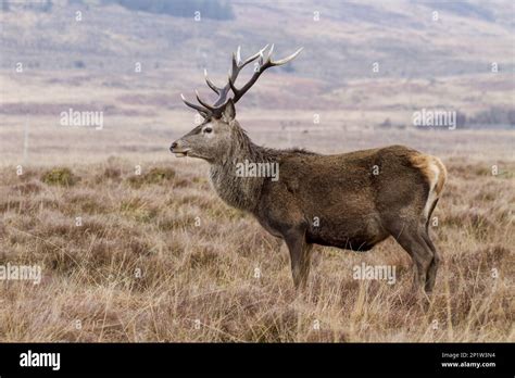 Red Deer Red Deer Deer Ungulates Paarhufer Mammals Animals An 10 Red Deer Red Deer Deer Ungulates Paarhufer Mammals Animals An 10