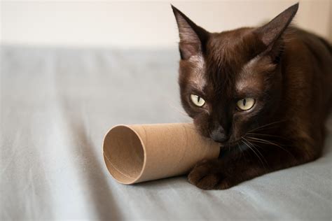 Cat Owner Shares Budget Friendly Hack Using Old Toilet Paper Rolls