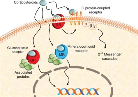 Glucocorticoid Signaling Pathway Genes At Federico Trout Blog