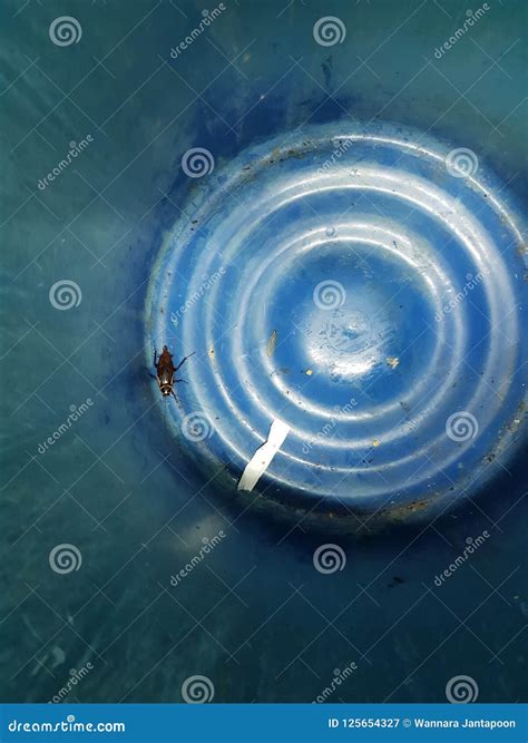 Cockroach Laying An Egg Stock Image Image Of Flying 125654327