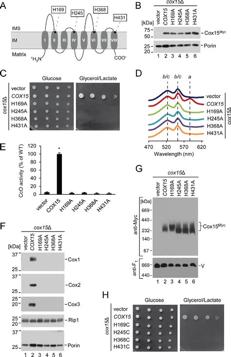 Figure 4 From Analysis Of Oligomerization Properties Of Heme A Synthase Provides Insights Into