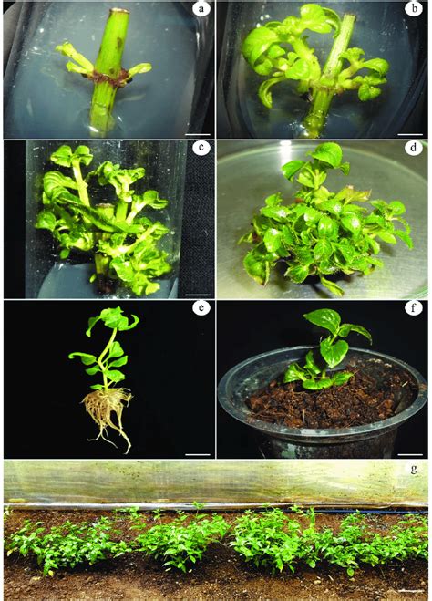 In Vitro Regeneration Of Andrographis Macrobotrys By Axillary Shoot Download Scientific Diagram