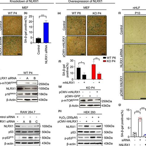 Nucleotide‐binding Domain And Leucine‐rich‐repeat‐containing Protein X1 Download Scientific