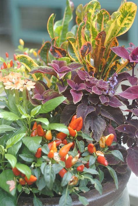 Colorful Mixed Pot Texture