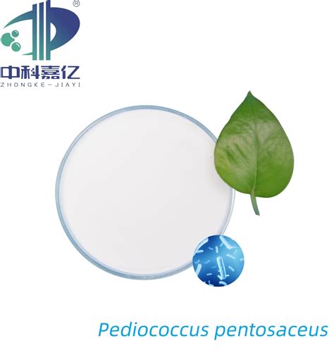 Pediococcus Pentosaceus Probiotics For Improving Mouth Health China Oral Health Probiotic And