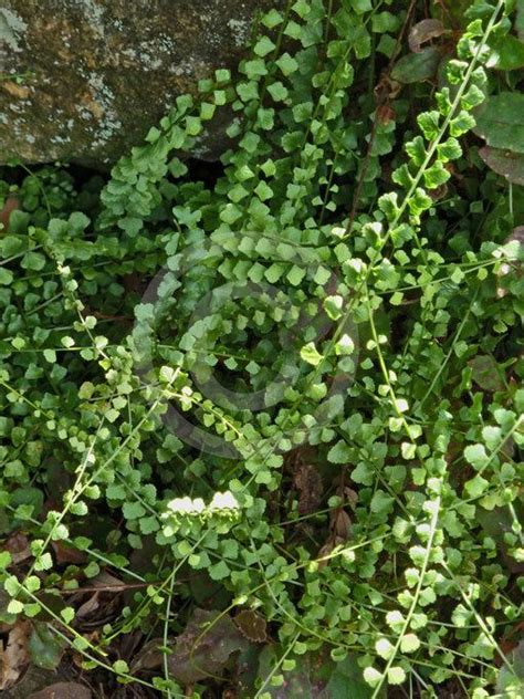 Asplenium Flabellifolium Alchetron The Free Social Encyclopedia