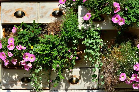 Petunias Balcony Plants Summer - Free photo on Pixabay - Pixabay
