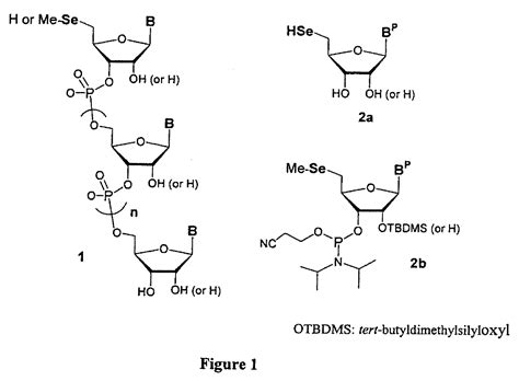 Synthesis Of Selenium Derivatized Nucleosides Nucleotides Phosphoramidites Triphosphates And