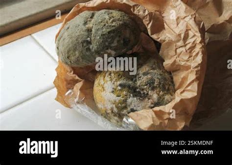 Close Up Of Moldy Bread Covered In Green White And Yellow Mold Sitting