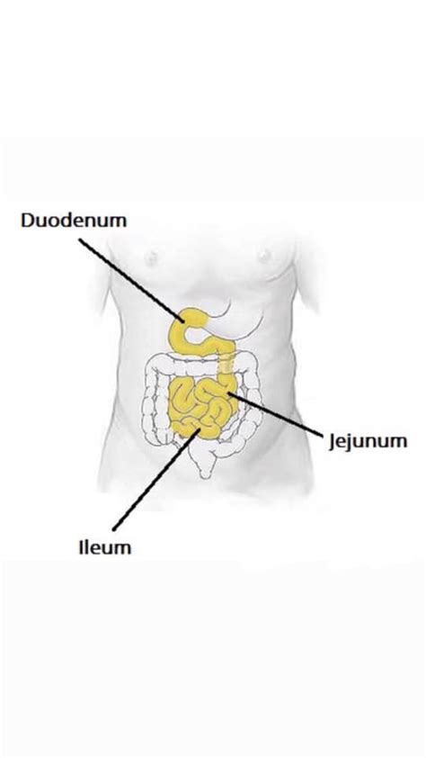 Sternocleidomastoideus წვრილი ნაწლავი Intestinum Tenue წვრილი