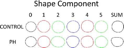 Shape Components From Age Sex Matched Pair Analysis Performed On Download Scientific Diagram