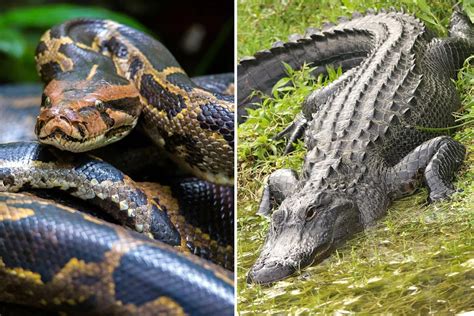 Scientists Find Intact 5 Foot Alligator Inside 18 Foot Long Burmese