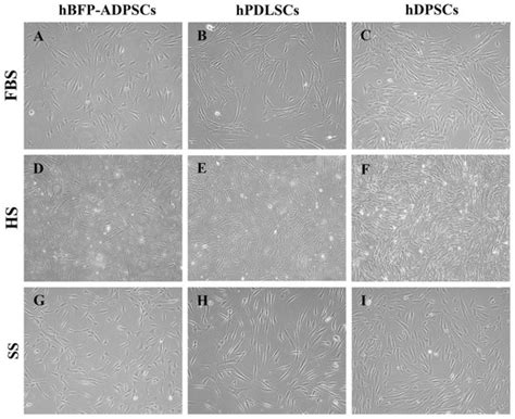 Bioengineering Special Issue Stem Cell For Tissue Engineering