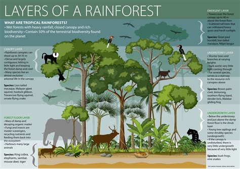 What Are Two Layers Of A Tropical Rainforest Ecosystem