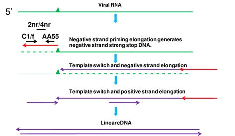 1 Detection Of Very Early Hiv 1 Reverse Transcription Products A Download Scientific Diagram