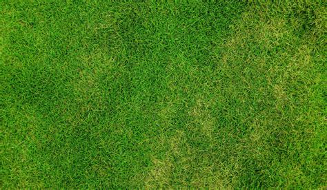 Dormant Or Dead Grass How To Tell