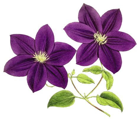 Violet Flower Png Png All