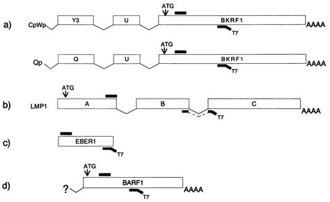 Nucleic Acid Sequence Based Amplification A New Method For Analysis Of Spliced And Unspliced