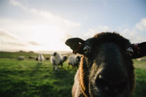The story of how Shetland wool became world famous | Shetland.org