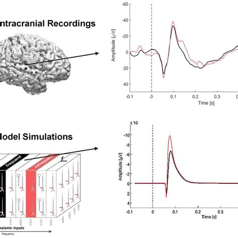 Model Simulated Local Field Potentials Lfps And Human Auditory Evoked