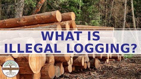 What Is Illegal Logging Why Is Illegal Logging A Problem