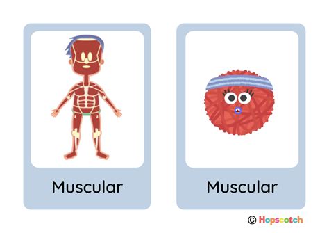 Twelve Body Systems Flash Cards — Hopscotch