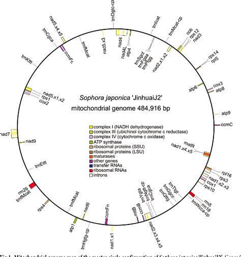 Figure 1 From Assembly And Comparative Analysis Of The Complete Mitochondrial Genome Sequence Of