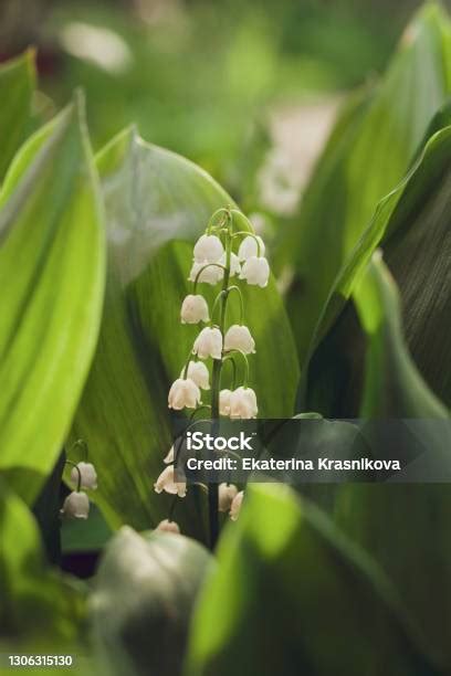 계곡의 아름다운 꽃 백합과 본격적인 신뢰할 수있는 자연 배경 계곡에 대한 스톡 사진 및 기타 이미지 계곡 계절 꽃 나무 Istock