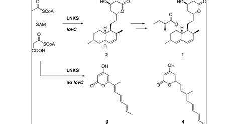 Syntheses Of Conjugated Pyrones For The Enzymatic Assay Of Lovastatin Nonaketide Synthase An