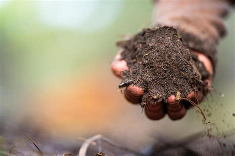 Premium Photo University Babe Conducting Research On Forest Health Farmer Collecting Soil
