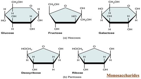 Carbohydrates Monosaccharides With Examples PPTX