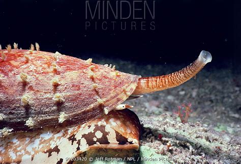 Minden Pictures Geography Cone Shell Conus Geographus With Toxic Proboscis Extended Red Sea