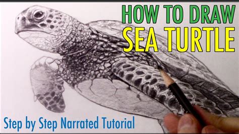 sea turtle drawing tutorial