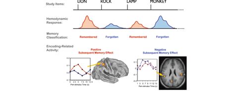 Subsequent Memory Procedure Neural Correlates Of Memory Formation Are Download Scientific