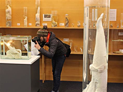 Everything You Need To Know About The Penis Museum In Reykjavik