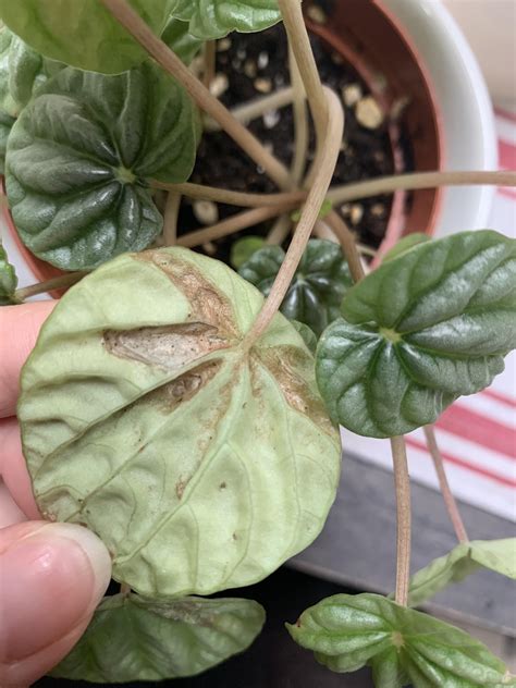 Help What Kind Of Pest Is Plaguing My Peperomia Rhouseplants