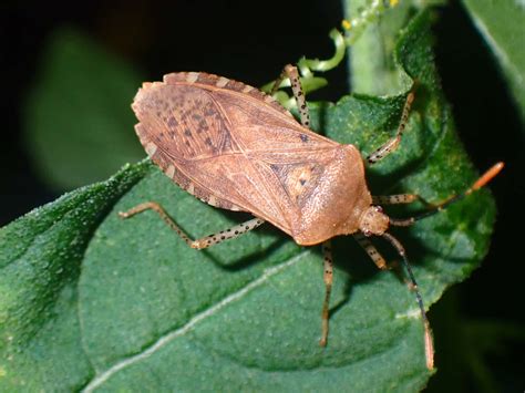 Download Squash Bug On Leaf Wallpaper
