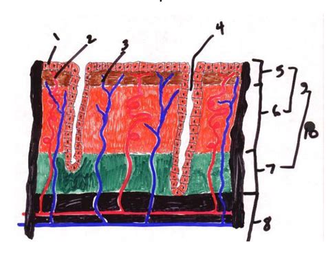 Organ System Diagrams Uterine Wall Anatomy Diagram Quizlet