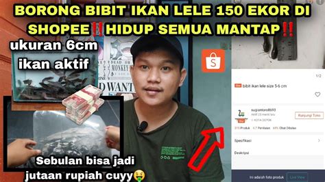 Borong Bibit Ikan Lele 150 Ekor Di Shopee‼️cocok Buat Yg Mau Buka Usaha