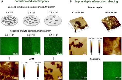 Surface Imprinted Polymers Based On 3d Printing Resin For Selective Bacteria Detection Cell