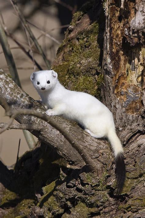 Short Tailed Weasel Mustela Erminea Print White Ferret On White