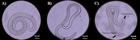 Trichinella Spiralis Larvae Flashcards Ahs 302l Quiz 6 Nematodes Of