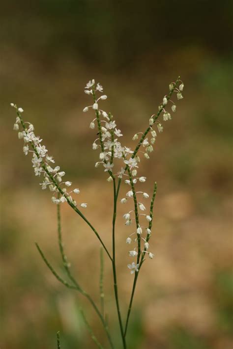 Polygonella Alchetron The Free Social Encyclopedia